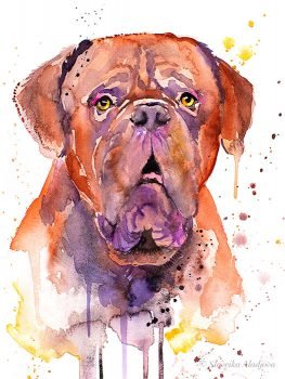 French Mastiff watercolor painting print by Slaveika Aladjova